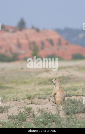 Devils Tower Prairie dog Wildlife Animal USA Stock Photo - Alamy