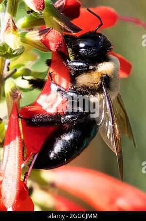 Bumble Bee pollinate a Lobalia flower Stock Photo - Alamy