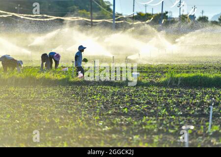 Yongzhou, China's Hunan Province. 30th Aug, 2021. Farmers work at a ...
