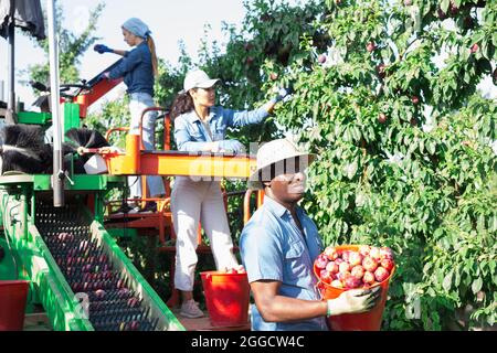 Farmers working on harvesting platform Stock Photo - Alamy