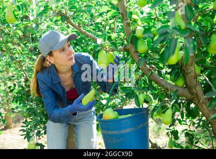 Young workwoman harvesting ripe pears in farm garden Stock Photo - Alamy