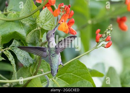 Female Anna's hummingbird bird at Vancouver BC Canada Stock Photo - Alamy
