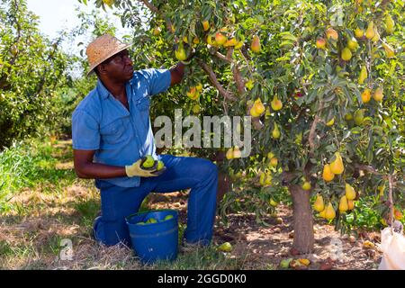 Fruit picker harvests pears in an summer orchard Stock Photo - Alamy