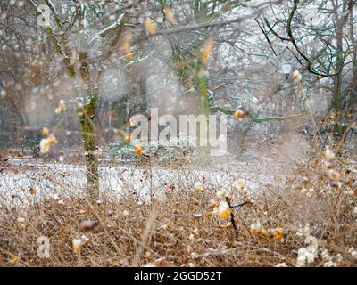 Snow flakes on shrub, closeup with bokeh background. Frozen bush with ...