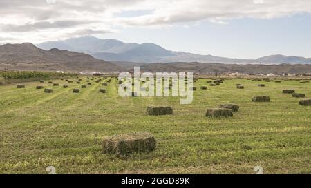 Clover harvesting and green straw bales for farm animal feed in the ...