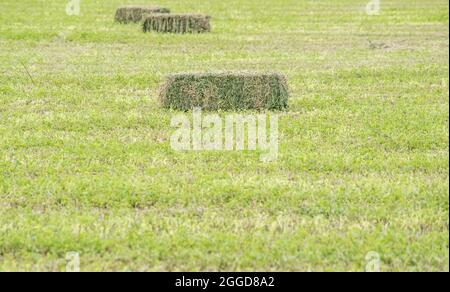 Clover harvesting and green straw bales for farm animal feed in the ...
