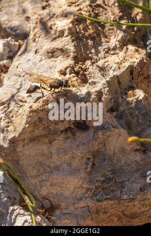 Mud-dauber Wasps (Sceliphrini), Insecta, Windsor Forest, Savannah, GA ...