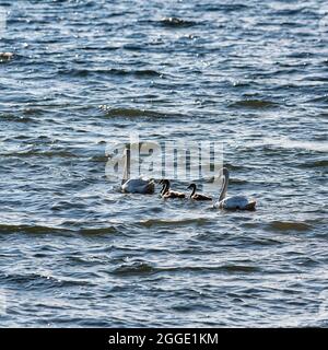 Two young male mute swans courting the same female looking at each ...