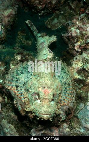 Tassled scorpionfish (Scorpaenopsis oxycephala) in night diving. Red ...