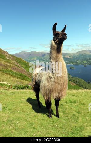 A wandering lama Stock Photo - Alamy