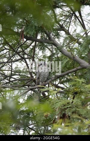 Predatory medium sized bird with brown plumage standing against ...