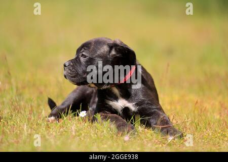 Cane Corso Boxer mix Domestic dog (Canis lupus familiaris), puppy ...