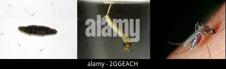 Culex mosquito life cycle Stock Photo - Alamy