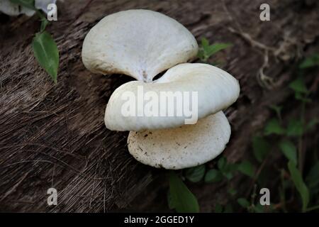 Group of mushrooms found on india mountains during monsoon season ...