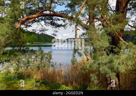 Roofensee, Stechlin nature reserve, Menz, Oberhavel district ...