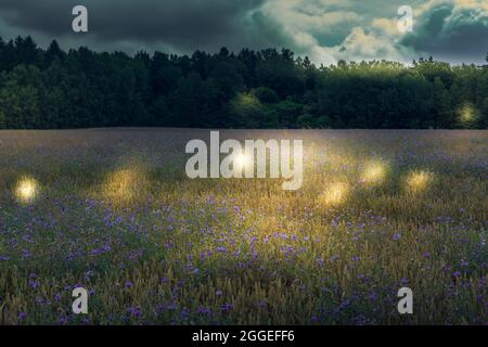 Cornfield with cornflower blue with upcoming thunderstorm Stock Photo ...