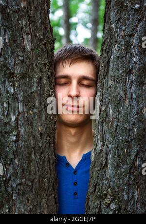 Stand of Pines Stock Photo - Alamy