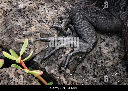 Marine iguana foot and claws, Galapagos Islands Stock Photo - Alamy