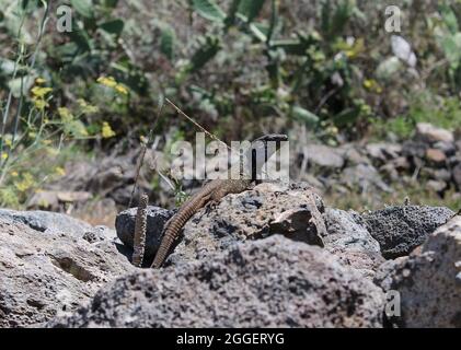 Tizon or lizard Gallotia Galloti from Tenerife Stock Photo - Alamy