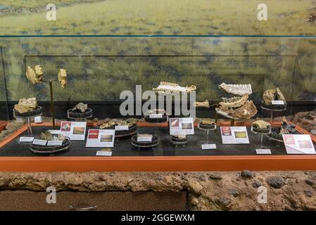 Exhibit of fossils at the John Day Fossil Beds National Monument ...