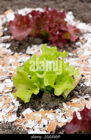 Crushed egg shells Stock Photo - Alamy