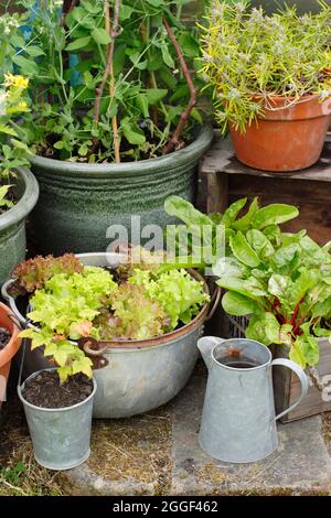 Vegetables growing in pots. Summer vegetable crops growing in ...