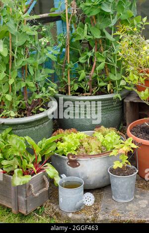 Vegetables growing in pots. Summer vegetable crops growing in ...