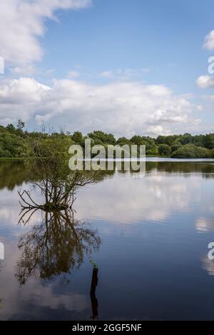 Epsom Common, Epsom, Surrey, England UK Stock Photo - Alamy