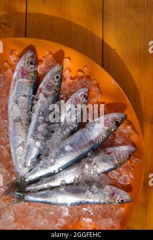Presentation of fresh anchovies fished with ice Stock Photo - Alamy