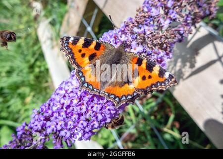Bridport, August 25th 2021: Small Tortoiseshell butterfly in Dorset ...