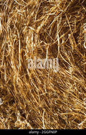 Straw used for the litter for horses in a riding school Stock Photo - Alamy