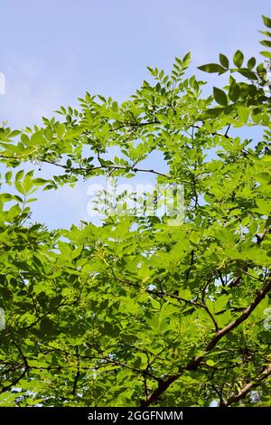 common prickly-ash, common pricklyash, common prickly ash, Zanthoxylum ...