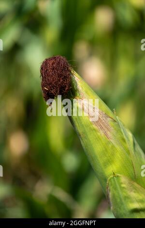Green unripe maize field in detail as background Stock Photo - Alamy