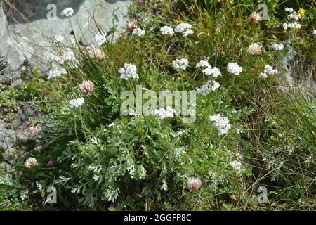 silvery yarrow, Bittere Schafgarbe, Achillea clavennae, cickafark ...