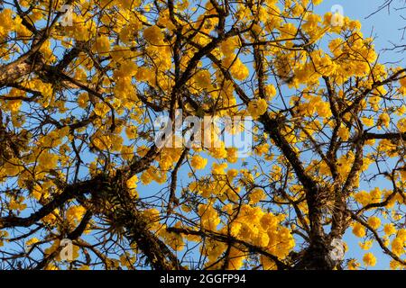 The golden trumpet tree, Handroanthus albus. The flower is the national ...