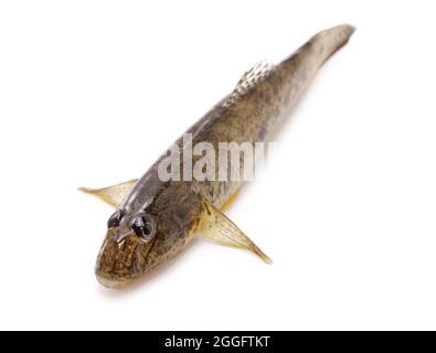 Mahaze, Japanese goby isolated on white background Stock Photo - Alamy