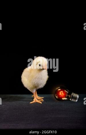 Cute chick with light bulb on black background Stock Photo - Alamy