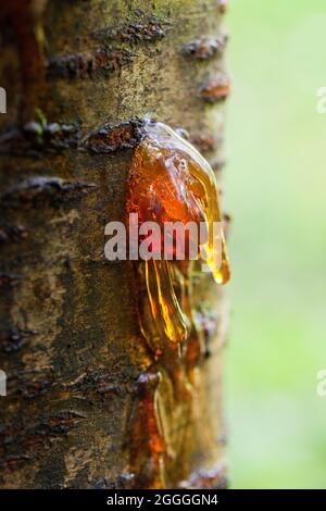 Cherry tree leaking sap (gummosis) - USA Stock Photo - Alamy