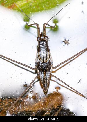 Adult Striped Pond Skater of the Genus Limnogonus Stock Photo - Alamy