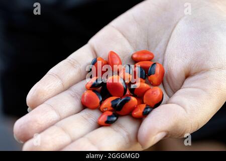 Ormosia red seeds in hand with selective focus Stock Photo - Alamy