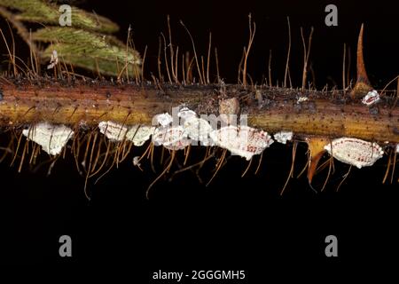White Scale Insects of the Superfamily Coccoidea in a plant Stock Photo ...