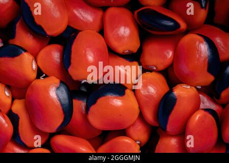 Some red seeds from the Ormosia tree Stock Photo - Alamy