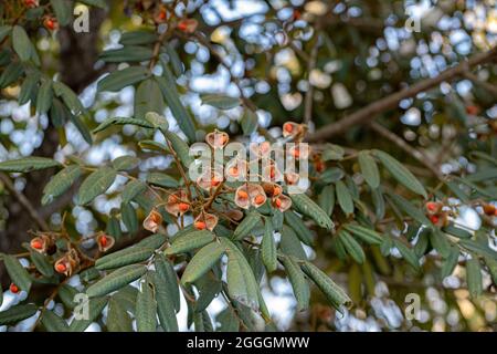 Ormosia tree with red seeds and selective focus Stock Photo - Alamy