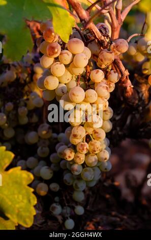 Vitis vinifera, Grapevine Stock Photo - Alamy