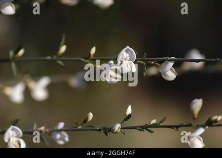 Cytisus multiflorus white broom pea-like flowers Stock Photo - Alamy