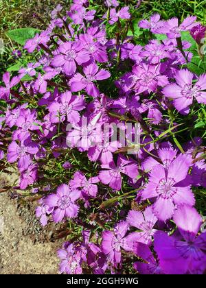 A close up of the purple Dianthus flower Stock Photo - Alamy