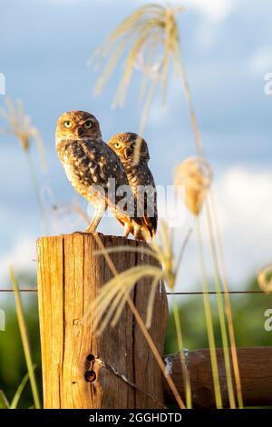 couple of owls perched on fence posts Stock Photo - Alamy