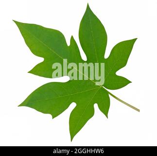 Fresh green papaya leaf close up view Stock Photo - Alamy