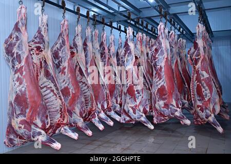 At the slaughterhouse. Carcasses, raw meat beef, hooked in the freezer ...