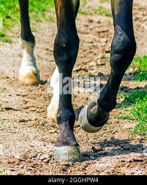 A closeup shot of horse hooves running on a muddy field Stock Photo - Alamy